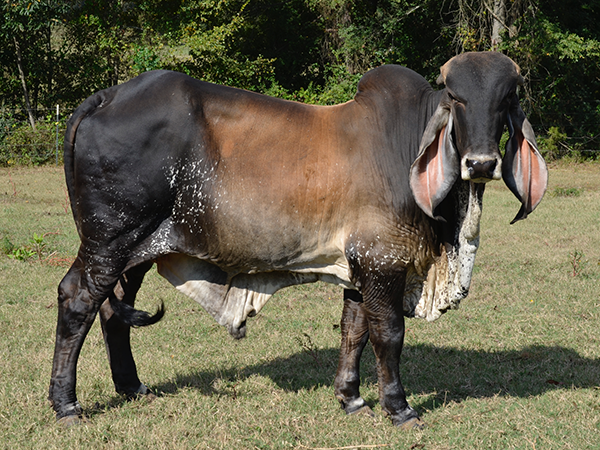 Lot 15 - Butler Negocio 10/6 - Indu Brazil Bull | Cattle In Motion | Cattle Auctions | Live ...